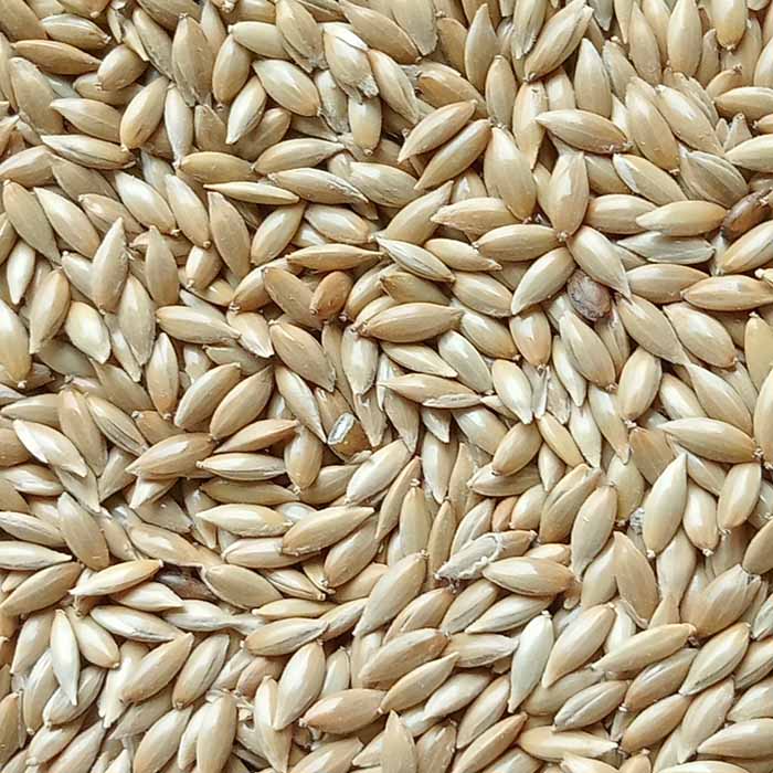 Canary Seed-5kg – PetShopBD